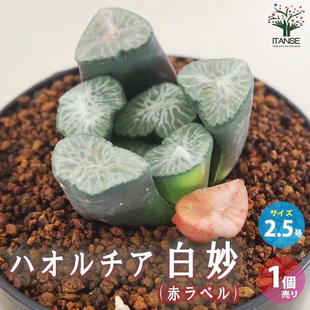 【楽天市場】ITANSE ハオルチア ( 赤 ) 白妙 多肉植物 2.5号鉢 1個売り 多肉植物 ハオルチア ハオルチア属 ハオルシア Haworthia 観葉植物 ギフト 贈り物 送料無料 ...