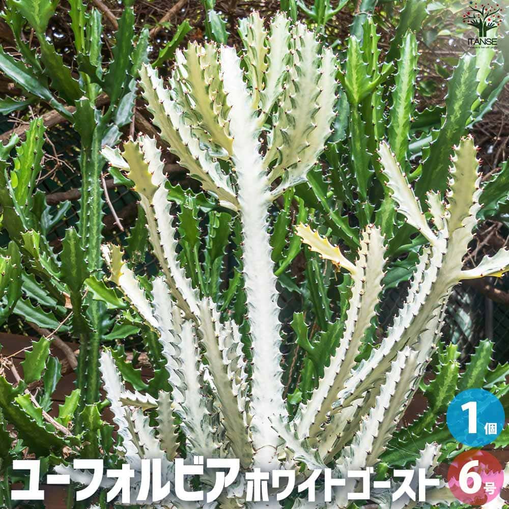 【楽天市場】ITANSE ユーフォルビア ホワイトゴースト 多肉植物 6号鉢 1個売り 花苗 お花 宿根草 多年草 園芸品種 カラーリーフ 苗木 花木 庭木 植木 送料無料 即納：植物販売の ...