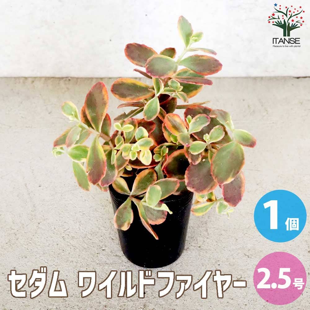 【楽天市場】【送料無料】セダム ワイルドファイヤー 【多肉植物 2.5号ポット／1個売り】グランドカバー 観葉植物 リビング オフィス インテリア PVP：植物販売のITANSE楽天市場店