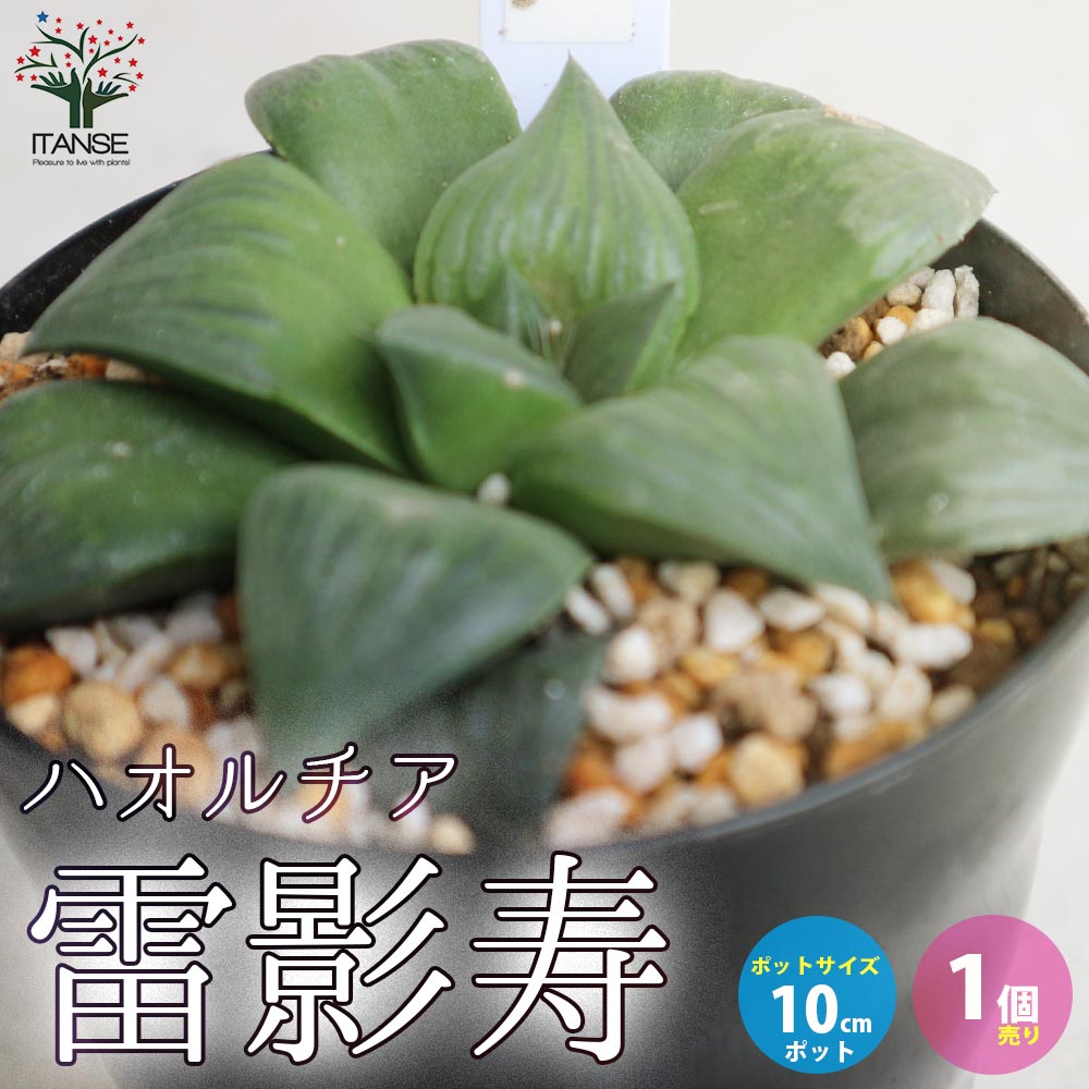 【楽天市場】【送料無料】ハオルチア 雷影寿【10cm硬質ポット】ハオルチア ハオルチア属 ハオルシア 観葉植物 ギフト 贈り物：植物販売のITANSE楽天市場店