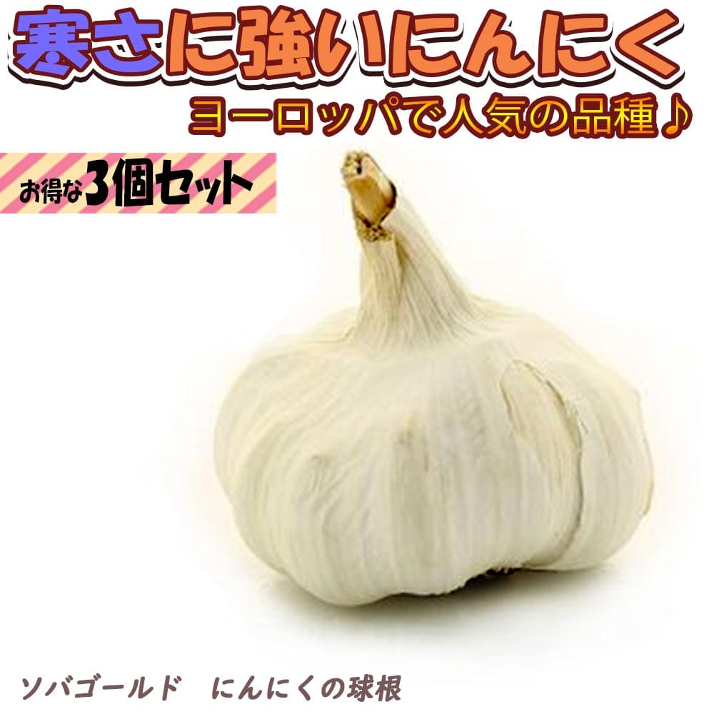 【楽天市場】ITANSE 「ソバゴールドにんにくの球根」 野菜球根 裸球お買い得3個セット 寒さに強い品種で11月 12月も植付け可能! ソバゴールド ( Sobagold ) はヨーロッパで ...