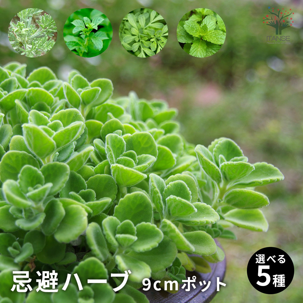 【楽天市場】【ポイント2倍★マラソン期間】忌避ハーブ 9cmポット 選べる5種 3個セット 6個セット 9個セット [ 蚊よらず ネコよらず アリよらず ゴキブリよらず 虫よらず ] 害虫対策 ...