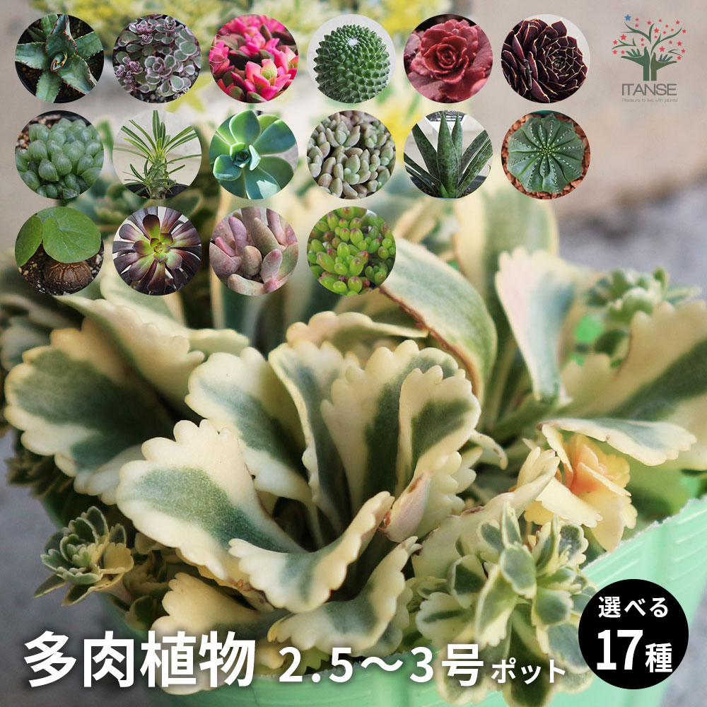 【楽天市場】ITANSE 多肉植物 選べる人気品種 2.5～3号ポット アガベ クラッスラ 桜吹雪 サボテン セダム ハオルチア センペルビウム コーカサス パキポディウム ヒメシュウレイ ...