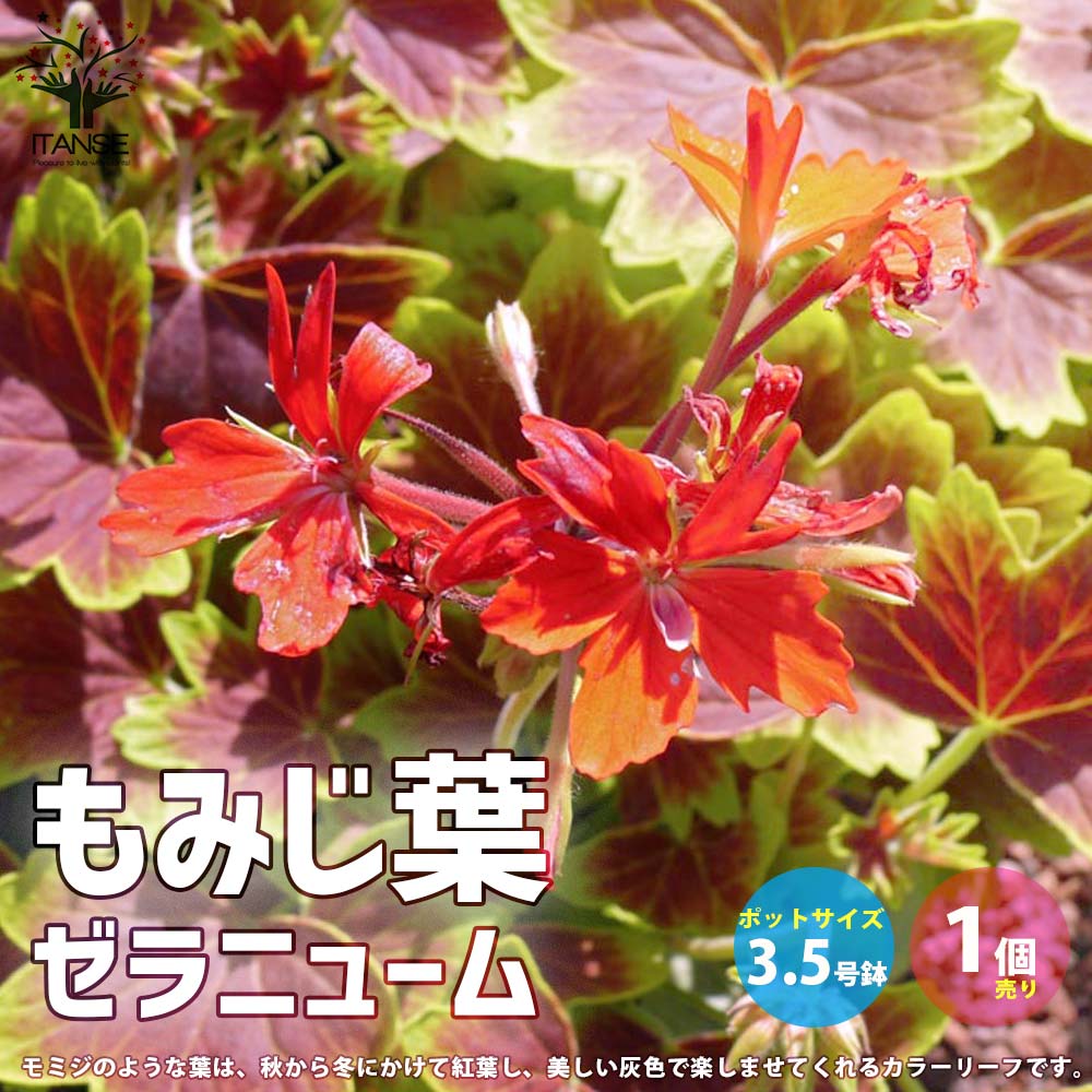 【楽天市場】ITANSE もみじ葉ゼラニューム 花苗 3.5号ポット苗 1個売り モミジバゼラニウム モミジ葉ゼラニウム ゼラニウム モミジ ゼラニウム苗 ゼラニウムの苗 送料無料 即納：植物 ...