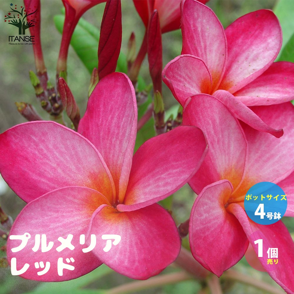 【楽天市場】ITANSE プルメリア レッド 庭木 熱帯花木苗 4号鉢 1個売り インド素馨 ( インドソケイ ) レイなどの装飾品に使用 送料無料 即納：植物販売のITANSE楽天市場店