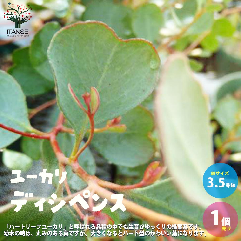 【楽天市場】ITANSE ユーカリディシペンス 庭木 3.5号ポット苗 1個売り ユーカリ ユーカリの苗 ユーカリの苗木 グニー グニユーカリ グニーユーカリ 庭木 送料無料 即納：植物販売の ...