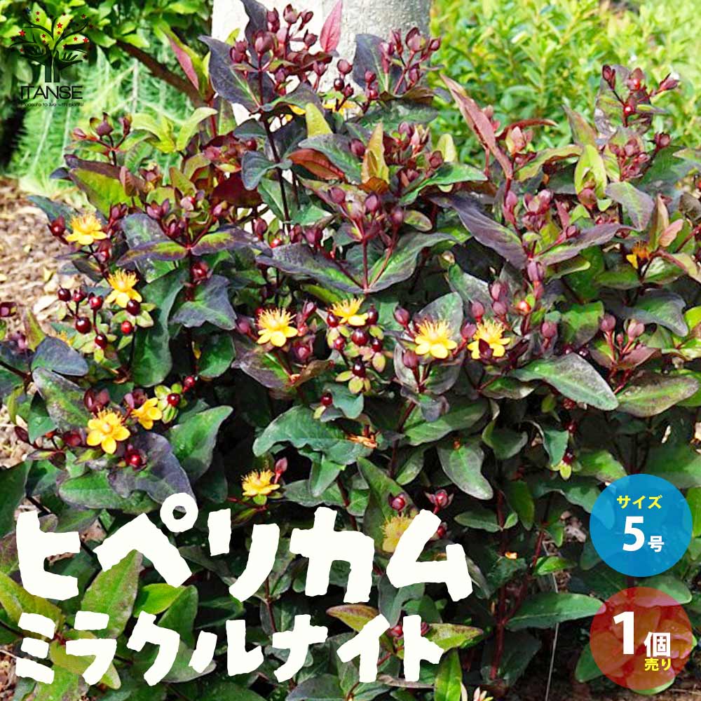 【楽天市場】ITANSE ヒペリカム ミラクルナイト 庭木 5号 1個売り オトギリソウ Hypericum Miracle night トリカラー 黄金葉 送料無料 即納：植物販売の ...