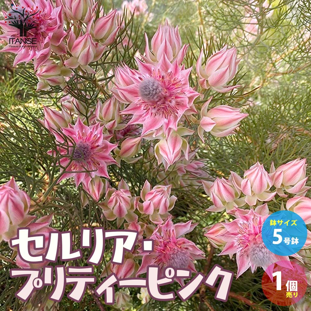 【楽天市場】ITANSE セルリア プリティーピンク 庭木 5号鉢 1個売り ジョーイセルリア プロティア シュガーブッシュ おしゃれ オシャレ 育てやすい 御祝 新生活 ギフト プレゼント ...