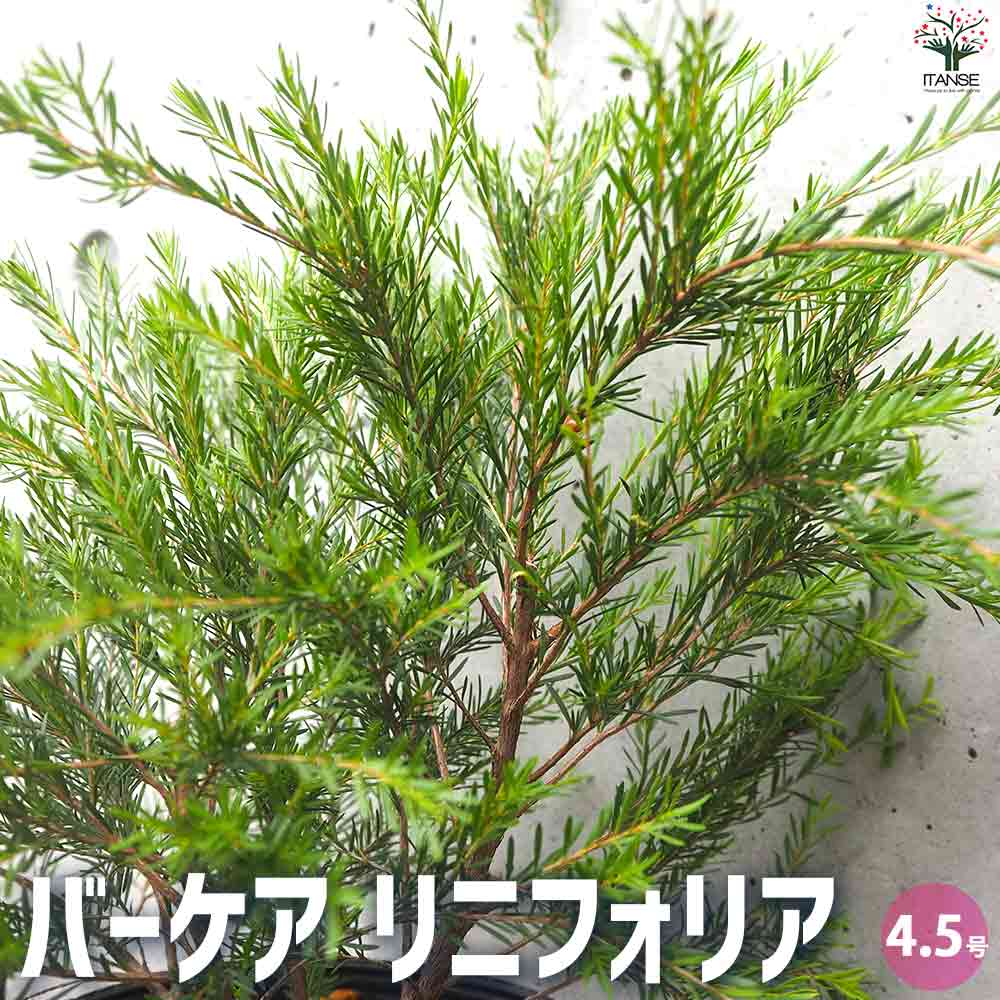 【楽天市場】【送料無料】バーケア リニフォリア 庭木 4.5号ポット 木の苗 植木 植木苗 植木の苗 ベッケア Baeckea ...