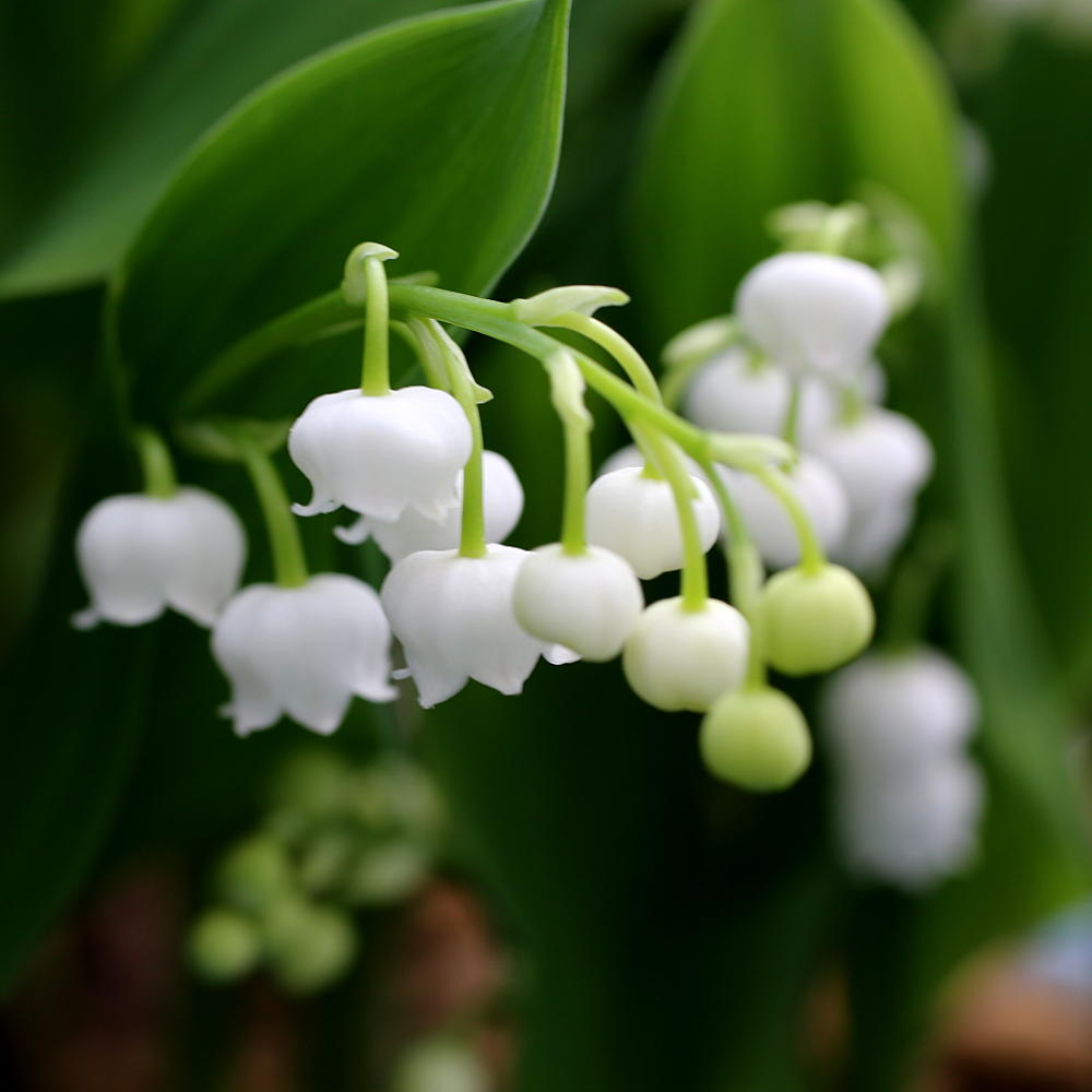 【楽天市場】梨元農園さん直仕入！春の訪れを告げる純白清楚なすずらん 7.5cmポット1苗：Ivy