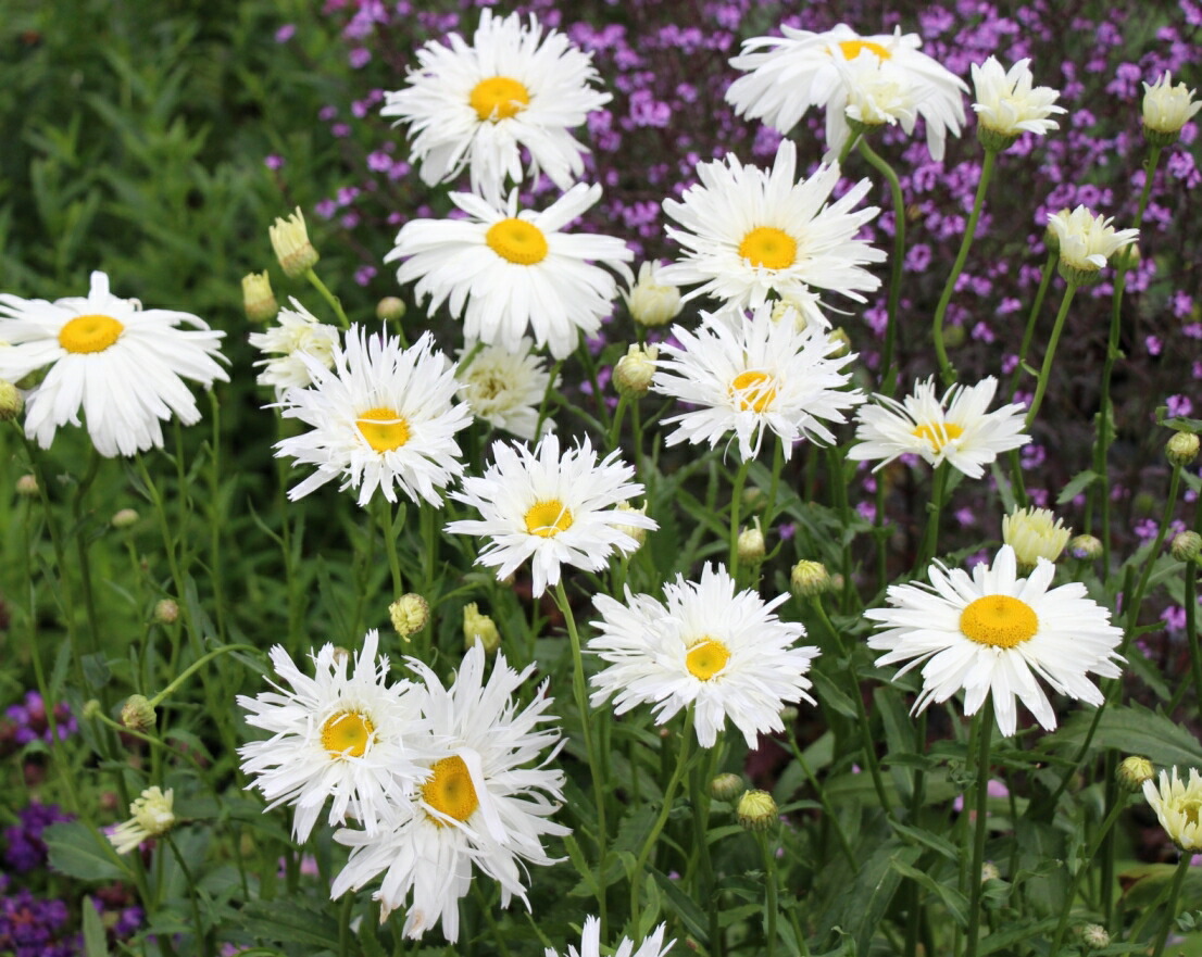 【楽天市場】【花苗】デージー スノードリフト 10.5cmポット 1苗：Ivy