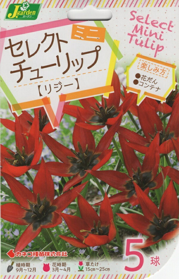 【楽天市場】【花球根】セレクトミニチューリップ リジー 5球入 カネコ種苗の球根：Ivy