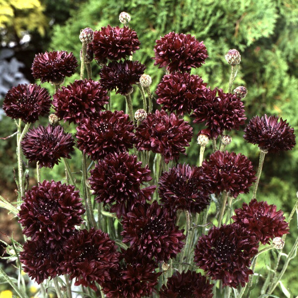 【楽天市場】【種子】Muller Collection Centaurea cyanus Witching Hour (Black boy ...