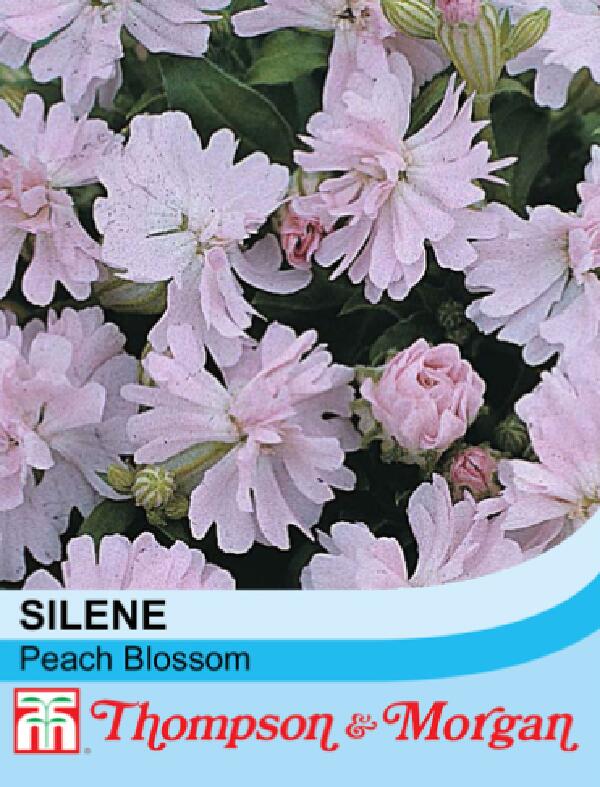 【楽天市場】【種子】Thompson & Morgan Silene pendula 'Peach Blossom' シレネ ペンデュラ ...