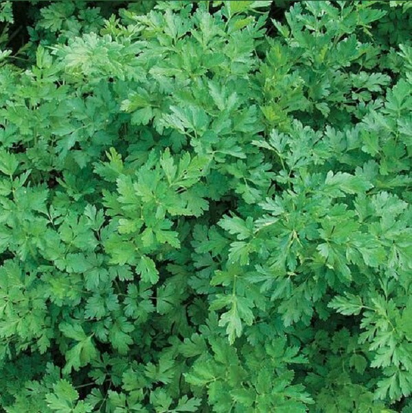 【楽天市場】【種子】Thompson & Morgan Parsley 'Laura' パセリ 'ローラ' トンプソン＆モーガン：Ivy