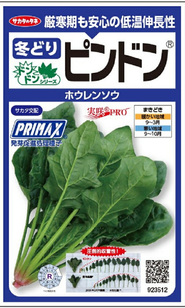 【楽天市場】【種子】ホウレンソウ ピンドン 100ml 実咲PRO サカタのタネ：Ivy