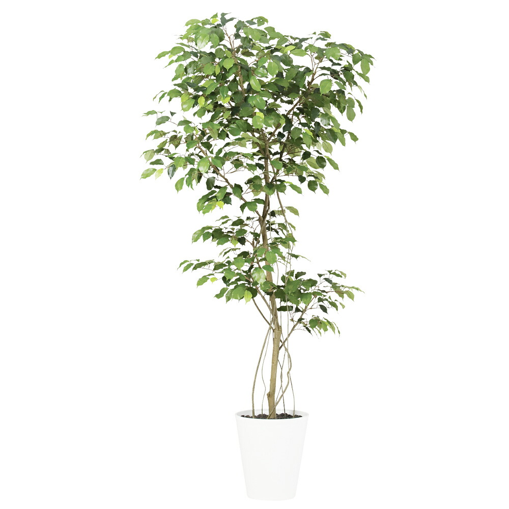 【楽天市場】フェイクグリーン 観葉植物 フェイク 人工観葉植物 大型 光触媒 人工ベンジャミン FST 高さ約180cm リアル 造花 鉢植 ...