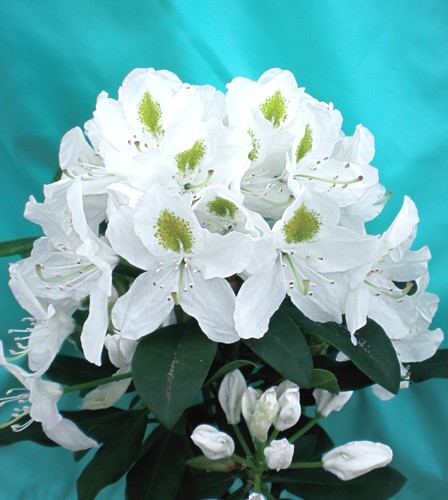 【楽天市場】シャクナゲ マダムマッソン 5号プラ鉢仕立 1本：e-フラワー