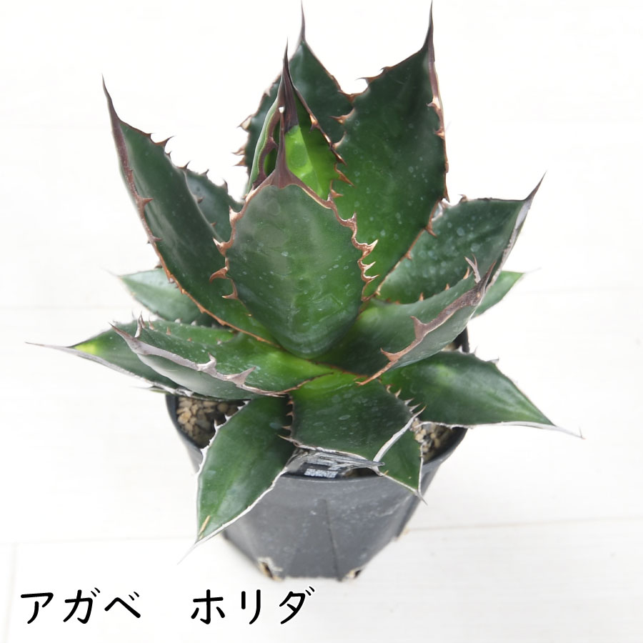 【楽天市場】アガベ ホリダ 3.5号 多肉植物 ドライガーデン 観葉植物 おしゃれ 育てやすい プレゼントにも：Fleur Town 吉本花城園