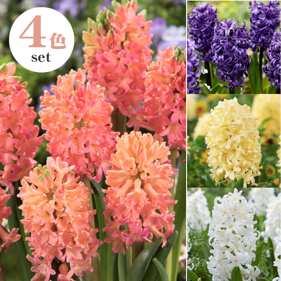 【楽天市場】ヒヤシンス 球根 4球セット ヒアシンス スイートインビテーション オーシャンデライト イエローストーン カーネギー 4色 香り も楽しめる 黄ネット：Fleur Town 吉本花城園