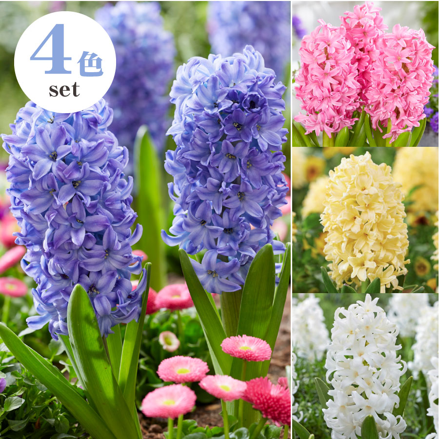 【楽天市場】ヒヤシンス 球根 4球セット Bセット 赤ネット又は緑ネット ヒアシンス アクア シティオブハーレム カーネギー フォンダンテまたはヤンボス 4色 香り も楽しめる：Fleur ...