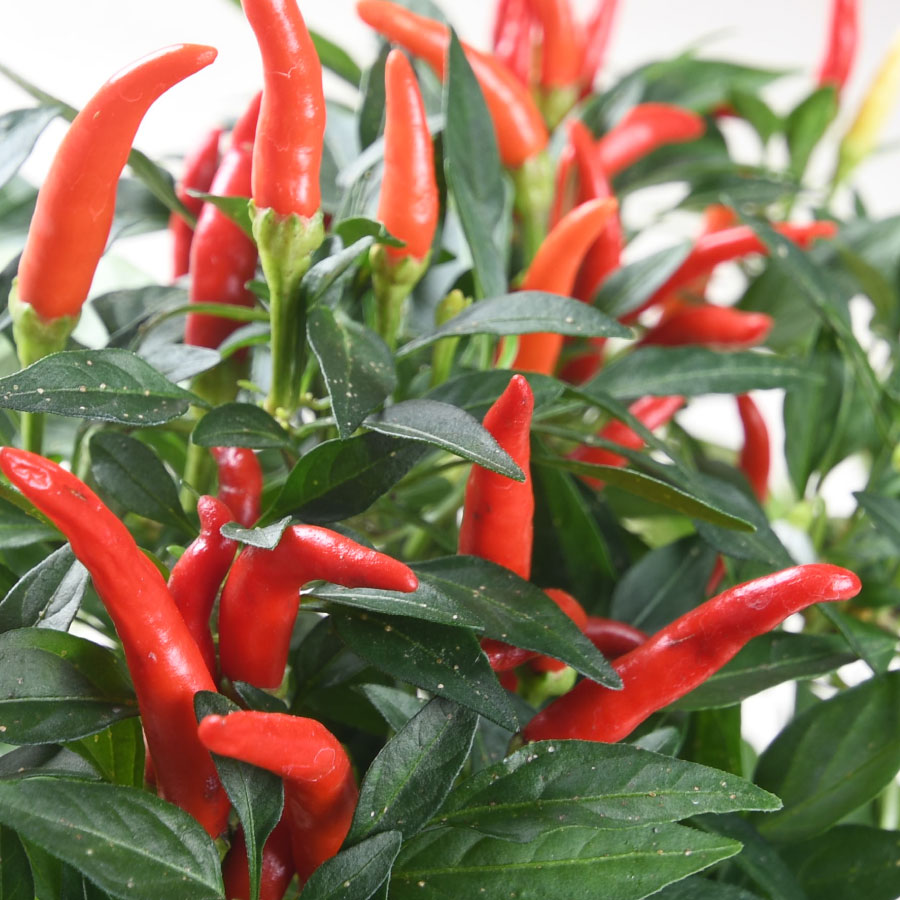 【楽天市場】観賞用トウガラシ 3.5号ポット苗 尖型 寄せ植え カラーリーフ 花壇に 夏の花 ガーデニング：Fleur Town 吉本花城園