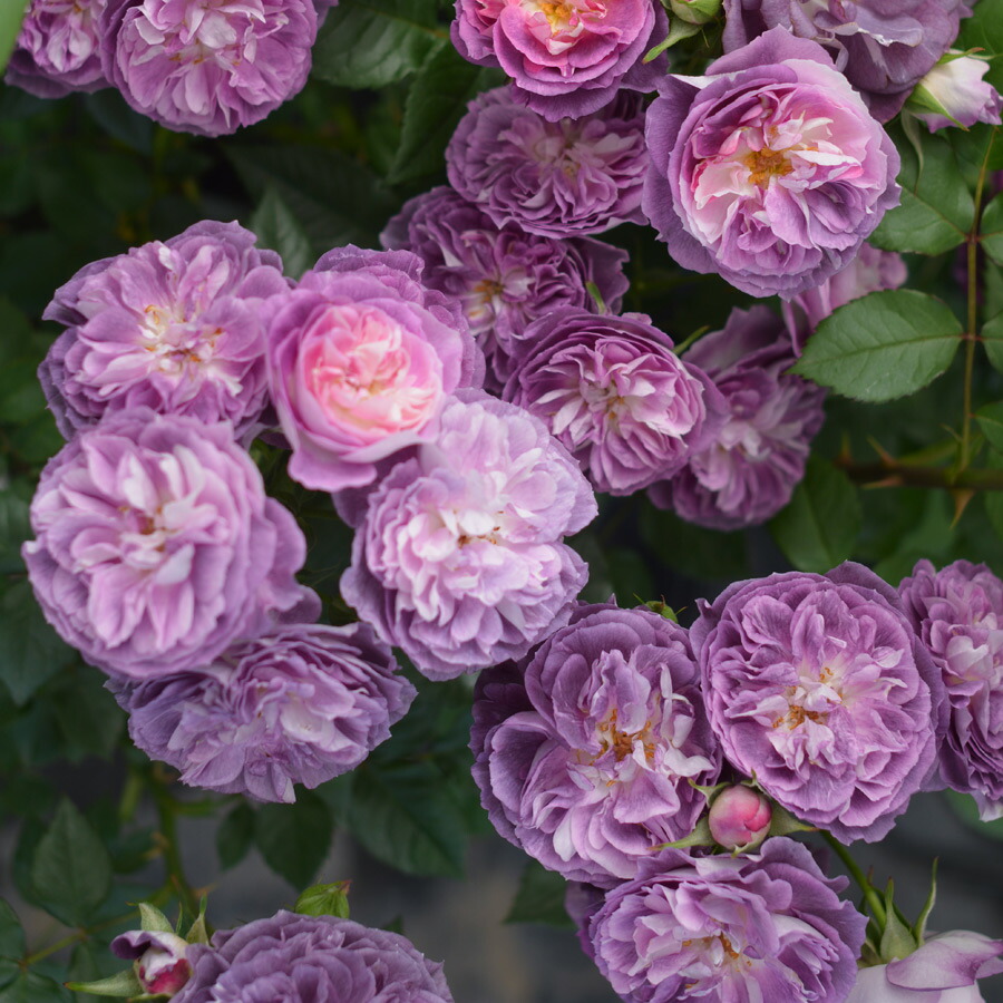 【楽天市場】【2024年入荷なし】 特選 バラ苗 リナルド 河本バラ園 四季咲き 紫 パープル 小中輪 中香 ばら 薔薇 バラ 6号 ...