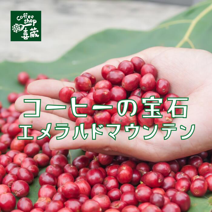 【楽天市場】コロンビア エメラルド マウンテン 200g メール便発送 佐賀県 武雄市 喜蔵 エメマン 自家焙煎 コーヒー豆 Colombia ...