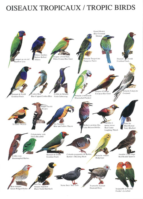 【楽天市場】フランス直輸入 ポストカード Tropic Birds：ココロショップ