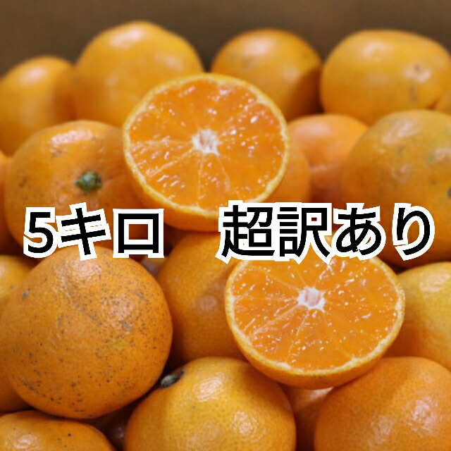【楽天市場】【2025年11月下旬ごろより順次発送】和歌山産 有田みかん 5kg (2S～2Lサイズ混合)【※超訳あり】：小阪商店