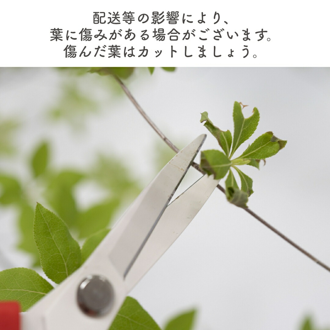 【全品10%off★11/4 20:00から】枝もの ドウダンツツジ スモークツリー アセビ パンパスグラス 2本セット 馬酔木 啓翁桜 けいおう桜 ミモザ しめ縄 しめ飾り 正月飾り 雲竜柳 ...