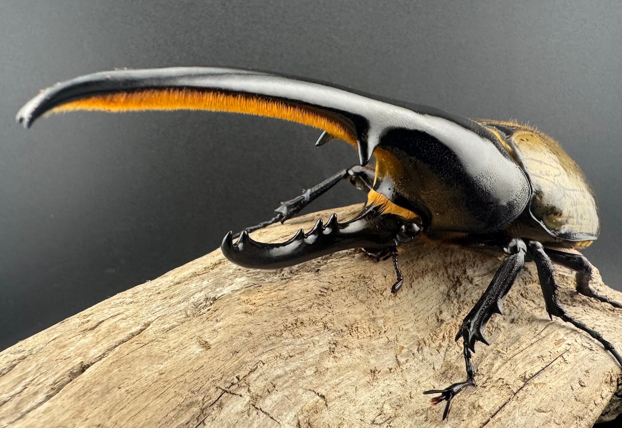 【楽天市場】【送料無料】 即ブリ ヘラクレス・ヘラクレス 優良血統 144mm ペア クワガタ カブトムシ KPW 【当店オススメ】：クワカブ専門ショップKPW