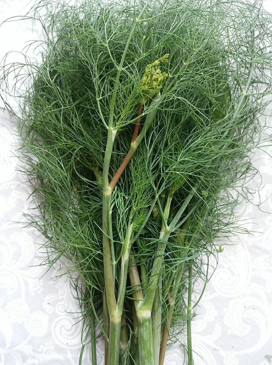 【楽天市場】kurumaya-herbディル（冷凍） 100g お試し品 長野県信濃町の斑尾山 栽培期間農薬不使用無化肥 良い香り 魚料理 ...