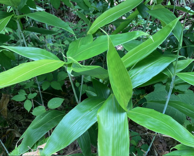 【楽天市場】KURUMAYA-herb【クマザサの葉10枚】 長野県信濃町斑尾山 添え物：KURUMAYA-herb