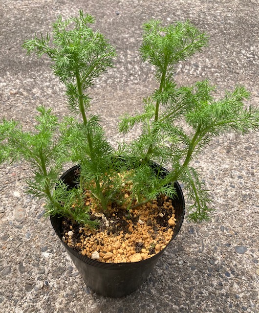 【楽天市場】KURUMAYA-herb ジャーマンカモミール苗 直径18cmポット 長野県信濃町斑尾山 栽培期間農薬不使用無化肥 直径9センチ ...