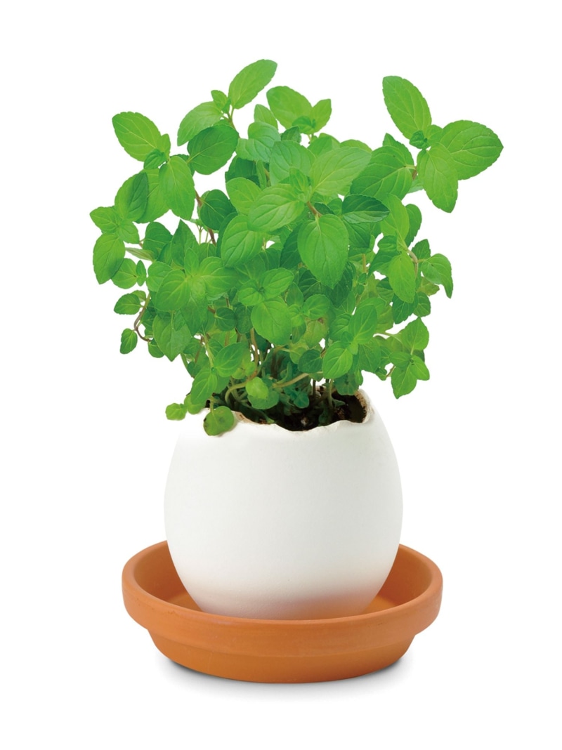 【楽天市場】エッグリング LAKOLE ラコレ インテリア・生活雑貨 その他のインテリア・生活雑貨[Rakuten Fashion]：LAKOLE