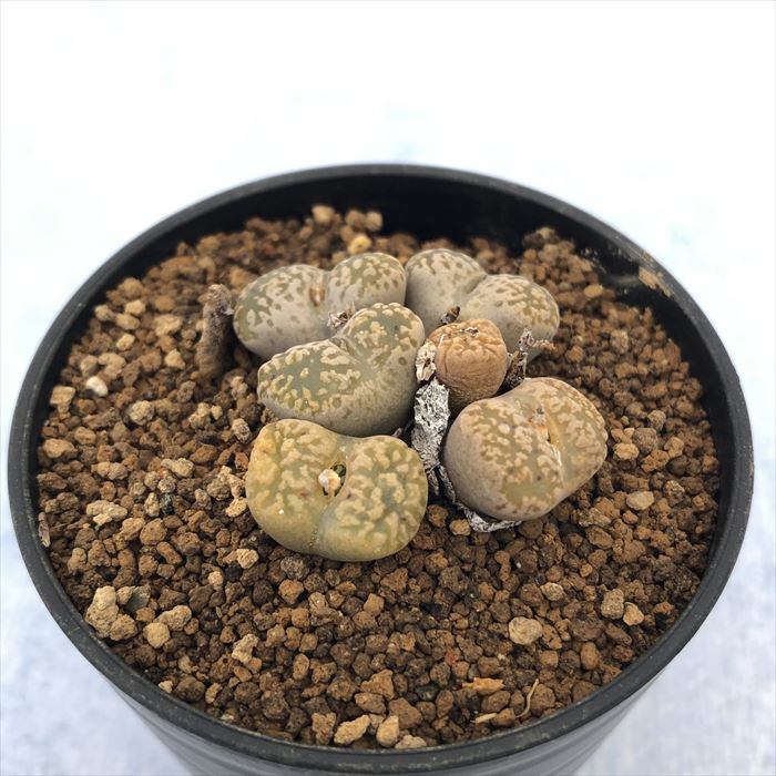 【楽天市場】多肉植物 コノフィツム ペルシダム ’No.2A’’No.2A’ 2.5号鉢 観葉植物 インテリア osd：レイテストプランツ