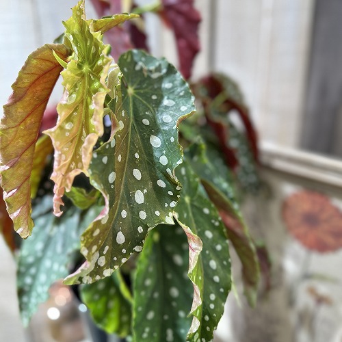 【楽天市場】観葉植物 ベゴニア プレミアムシリーズ Annan Grace(アナン グレース) 6号(個体おまかせ1鉢) レア 希少種 珍しい ...