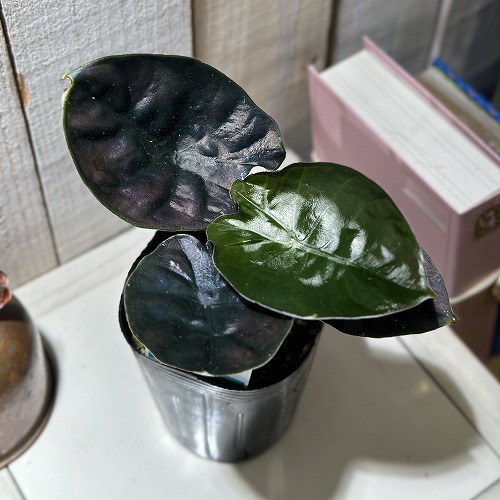 【楽天市場】【葉傷みあり】アロカシア インフェリナリス 3号ロングポット(個体おまかせ1鉢) 観葉植物 インテリアグリーン 室内園芸 おしゃれ ...