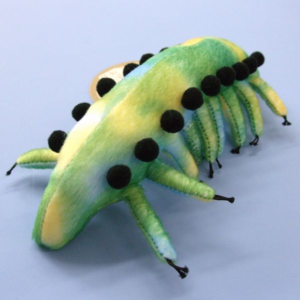 【楽天市場】ミクロディクチオン Microdictyon sinicum サイズ:21cm：Love Journey