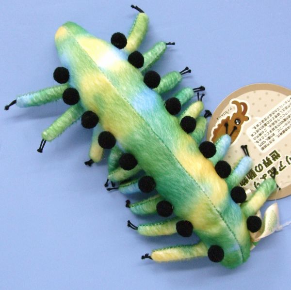 【楽天市場】ミクロディクチオン Microdictyon sinicum サイズ:21cm：Love Journey