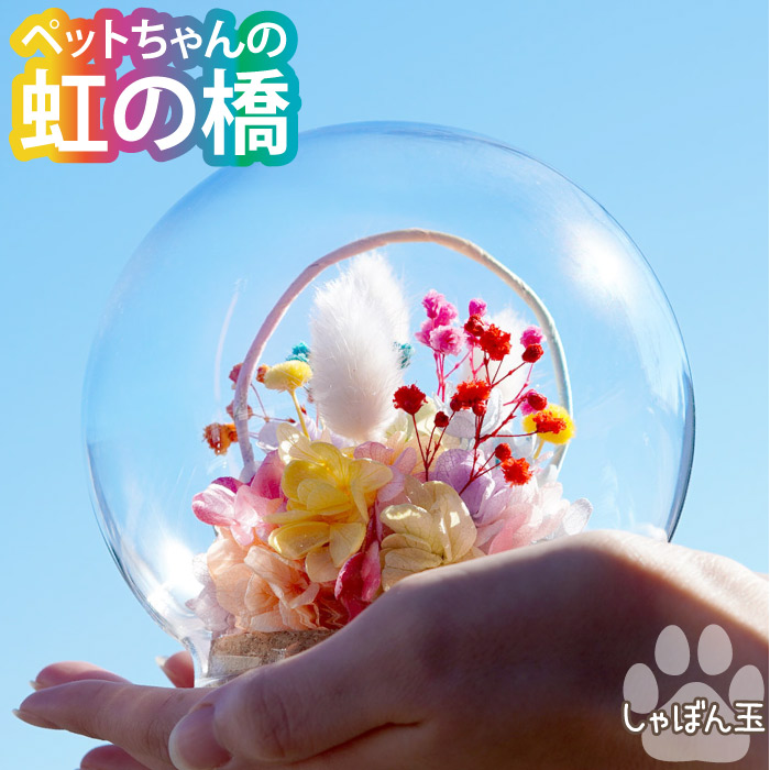 【楽天市場】【日付指定可】お彼岸 お供え物 お供え お供え花 ペット プリザーブドフラワー 仏花 ガラスドーム 『 虹の橋 しゃぼん玉』 ドーム アレンジ 愛犬 お悔やみ 贈り物 ペット供養 ...