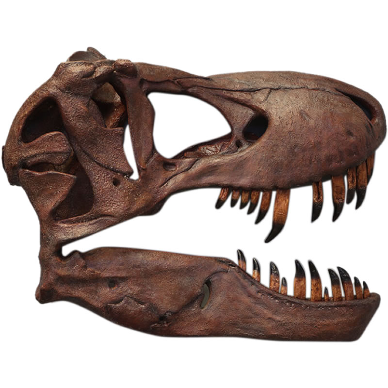 【楽天市場】FRPアートオブジェ 壁掛けティレックス頭骨 Giant T-rex Skull Wall Decor リアル 実物大 スカル ...