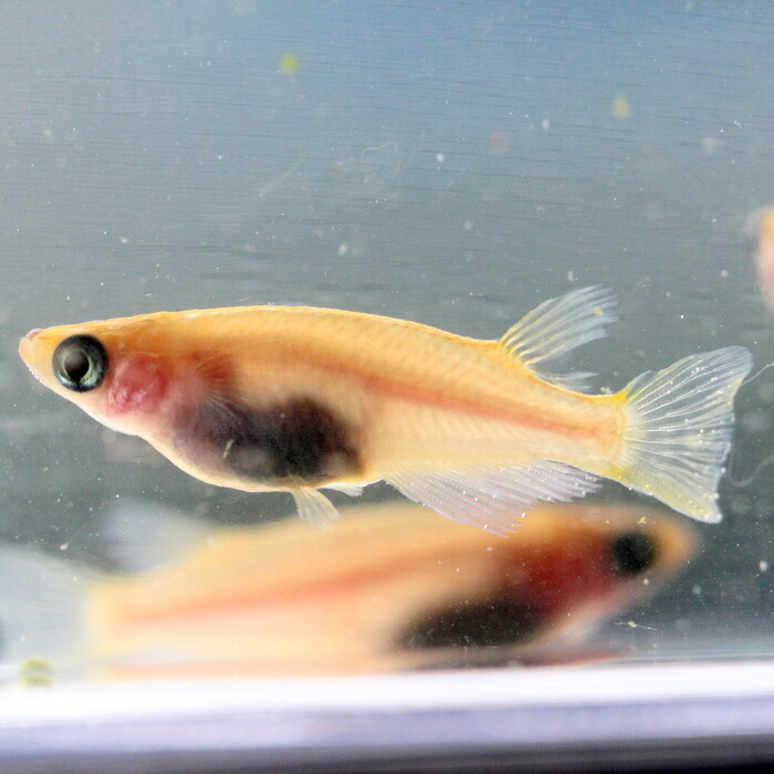 【楽天市場】（メダカ）ピンクグレーめだか / ピンクグレーメダカ（5尾） サイズ M～L：めだか本家 メダカ販売