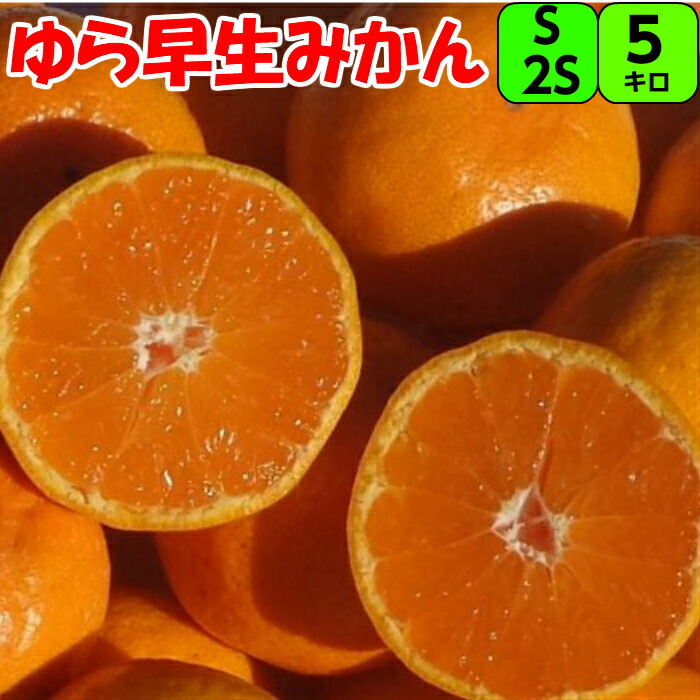【楽天市場】ゆら早生 みかん 5kg S 又は 2S サイズ 【秀品】 送料無料紀州 和歌山 紀南 温州みかん ゆら早生みかん 極早生みかん 糖度 甘い 酸味 小粒 小玉 フルーツ ギフト ...