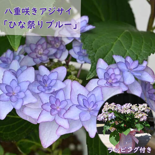 楽天市場】剪定後のお届けとなります。アジサイ八重咲きアジサイ 楽天市場】剪定後のお届けとなります。アジサイ八重咲きアジサイ