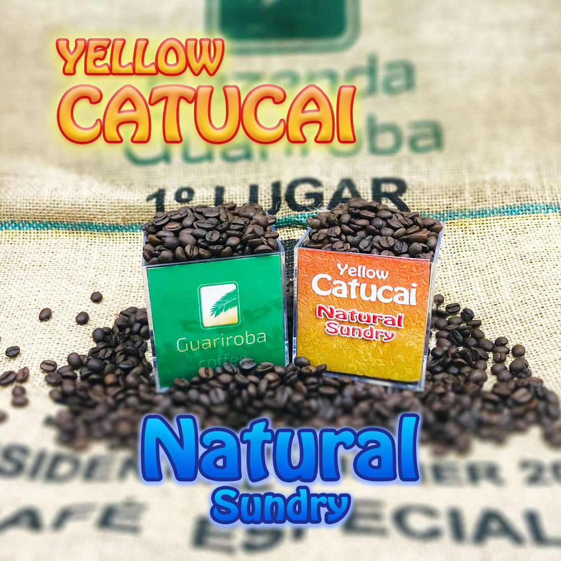 【楽天市場】Yellow Catucai - Natural イエローカトゥカイ・ナチュラル! スイートシリーズ スペシャルティコーヒー豆 ...