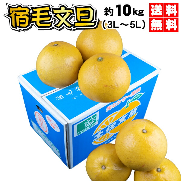 【楽天市場】割引クーポン付 10kg 超大玉3L~5L 宿毛文旦（土佐文旦） JA光センサー選果 超大玉 宿毛文旦 送料無料で甘～い、ぶんたん宿毛文旦(すくもぶんたん)（3L～5L）高知宿毛産 ...