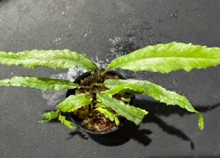 【楽天市場】ミクロソリウムsp.ドラゴンテール Microsorum sp.Dragon Tail：熱帯魚のmishima 楽天市場店