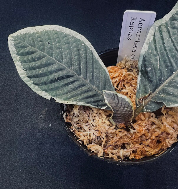 【楽天市場】Acranthera collina Kapuas：熱帯魚のmishima 楽天市場店